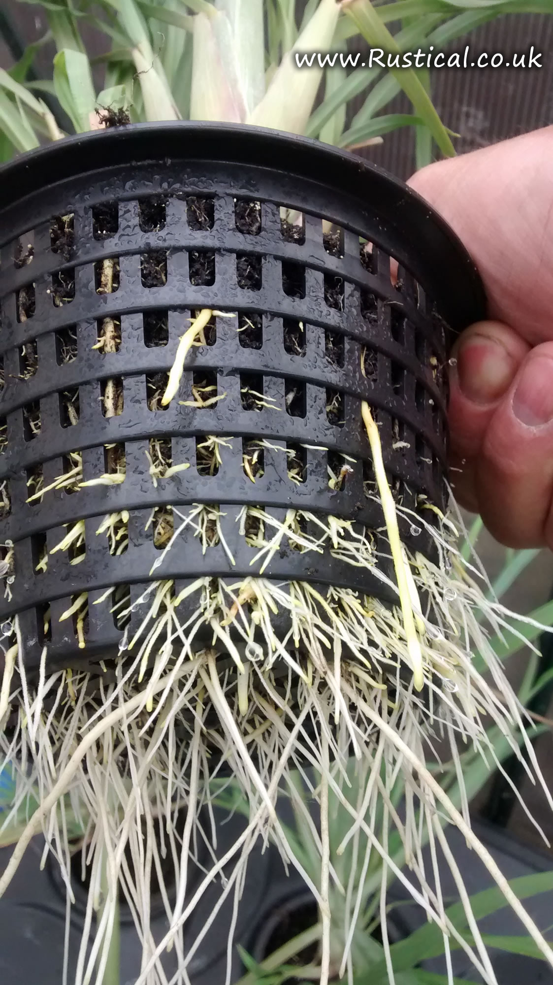 hydroponic fennel – Rustical