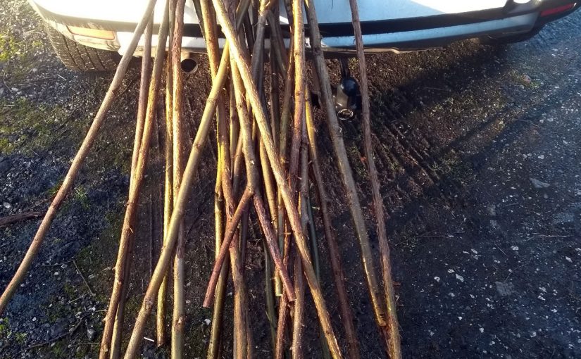 Harvesting Hazel sticks – Rustical